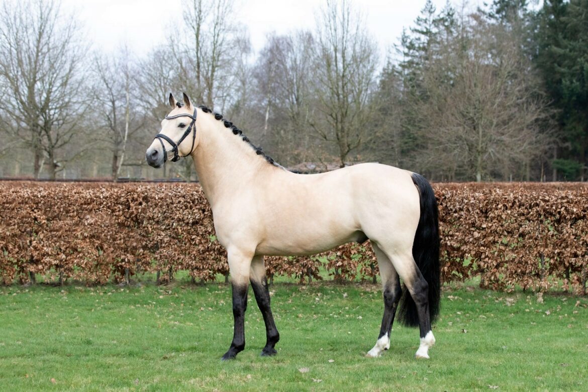 Crown Dramatic - Deckstation Möhrkenhof