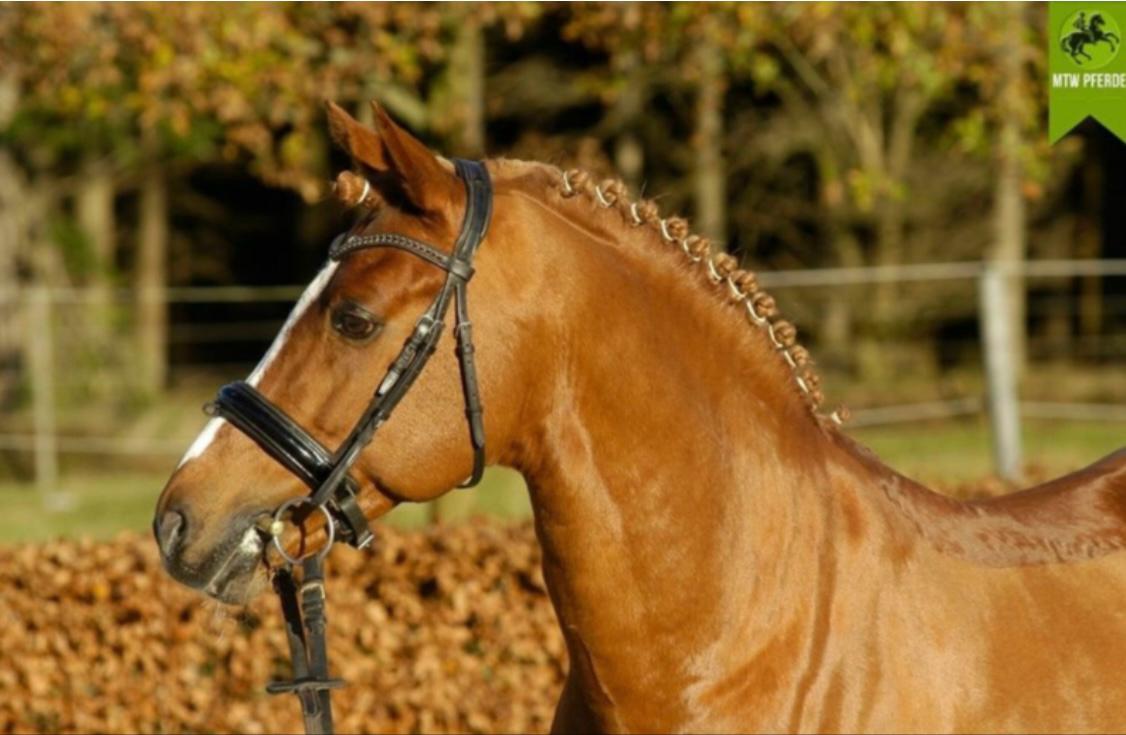 EL.H. HOLSTEINS GENTLEMAN - Deckstation Möhrkenhof